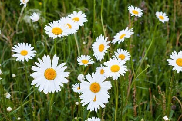 Pyrèthre d'Afrique (Anacyclus Pyrethrum) | Utilisation et Bienfaits