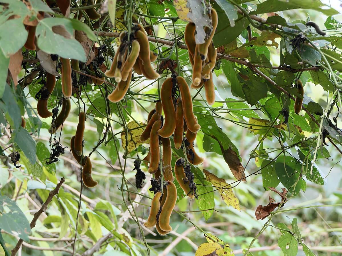 Mucuna Pruriens ( L-Dopa ) - Nutriforce